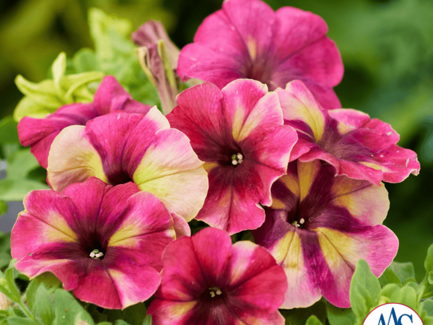 All-American Plant Selection | Backyard Farmer | Nebraska