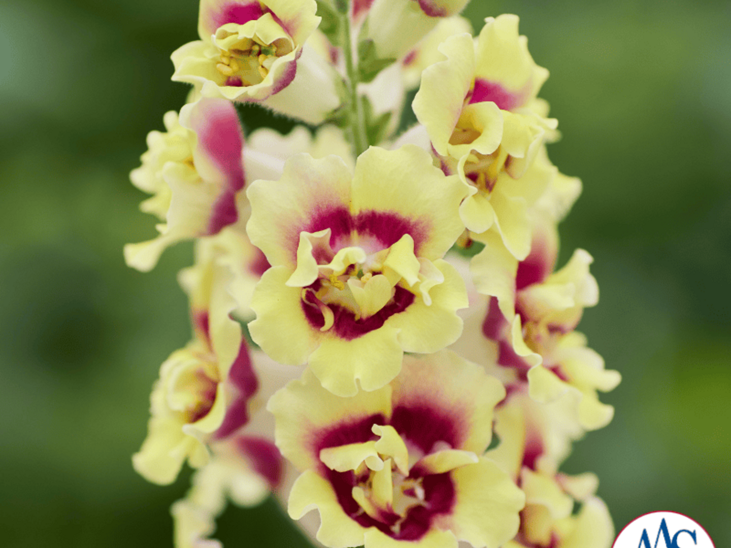 All-American Plant Selection | Backyard Farmer | Nebraska